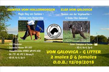 Oglasi za pse Nemački bokser | Halo oglasi