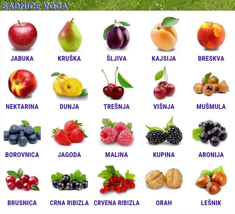 Sadnice voća I klasa | Halo Oglasi