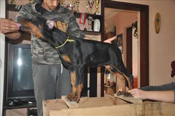 Oglasi za pse Doberman | Halo oglasi