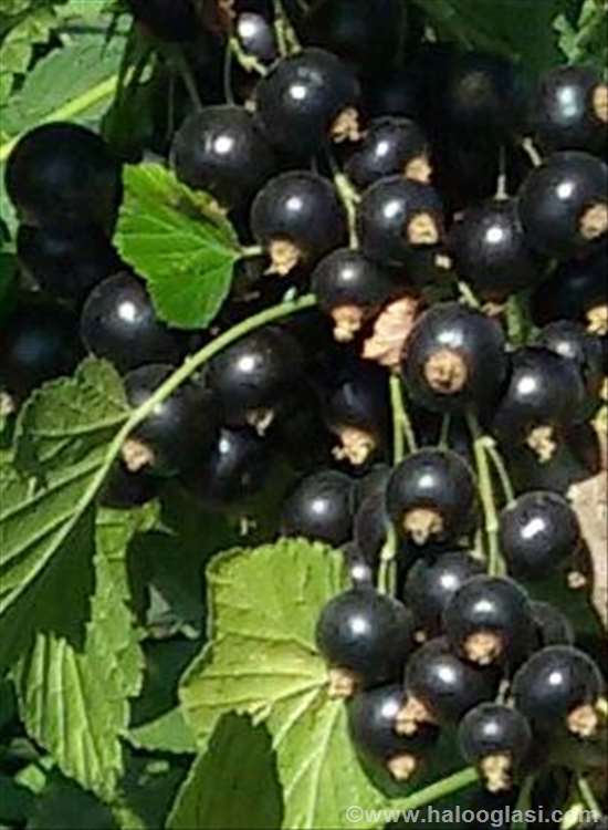 Sadnice ribizle | Halo Oglasi