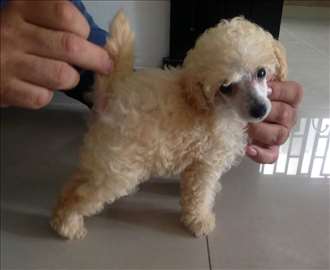 Oglasi za pse Pudla | Halo oglasi