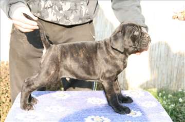 Oglasi za pse Cane corso | Halo oglasi