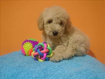 Oglasi za pse Pudla | Halo oglasi