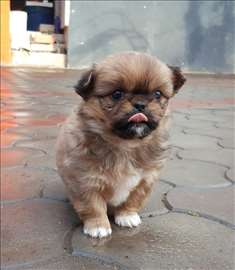 Oglasi za pse Pekinezer | Halo oglasi