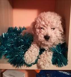 Oglasi za pse Pudla | Halo oglasi