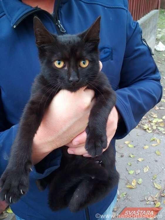 Poklanja se mlada, lepa crna maca | Halo Oglasi