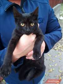 Prodaja mačaka | Mačke na poklon | Oglasi za mačke | Halo oglasi