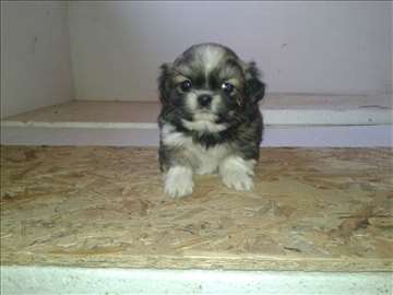 Oglasi za pse Pekinezer | Halo oglasi