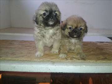 Oglasi za pse Pekinezer | Halo oglasi