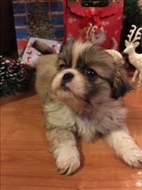 Oglasi za pse Pekinezer | Halo oglasi