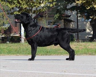 Oglasi za pse Labrador retriver | Halo oglasi