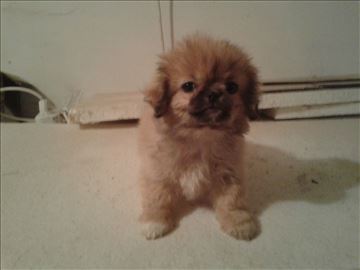 Oglasi za pse Pekinezer | Halo oglasi