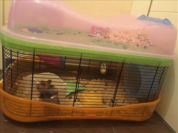 Hrčci | Halo oglasi