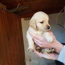 Oglasi za pse Zlatni retriver | Halo oglasi