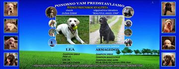Oglasi za pse Labrador retriver | Halo oglasi