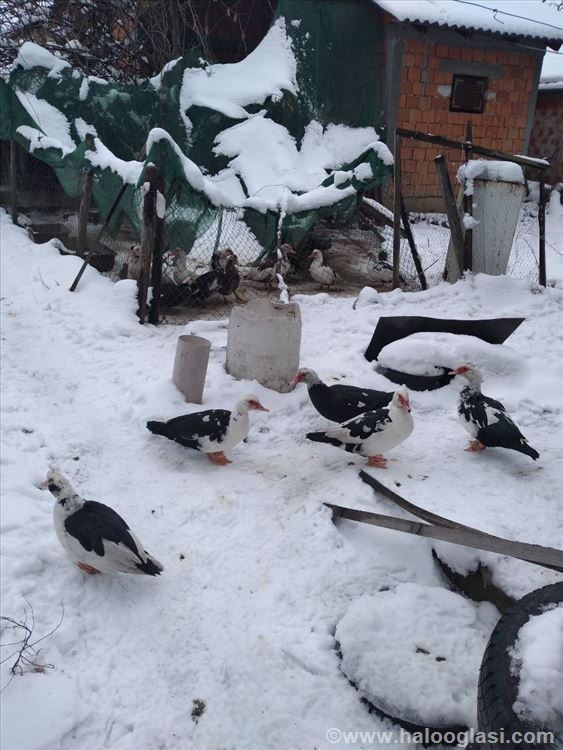 Prodajem mutave plovke | Halo Oglasi