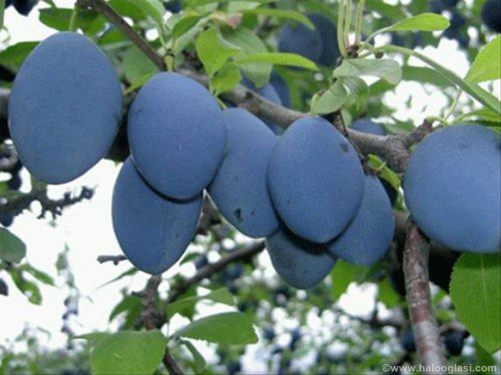 Sadnice sljive | Halo Oglasi