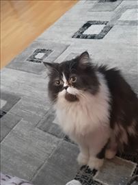 Prodaja mačaka | Mačke na poklon | Oglasi za mačke | Halo oglasi