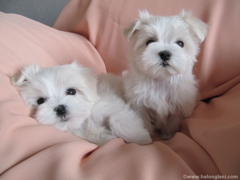 Maltezer mini top leglo! | Halo Oglasi