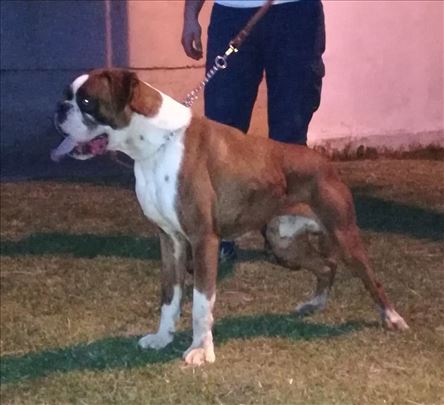 Oglasi za pse Nemački bokser | Halo oglasi