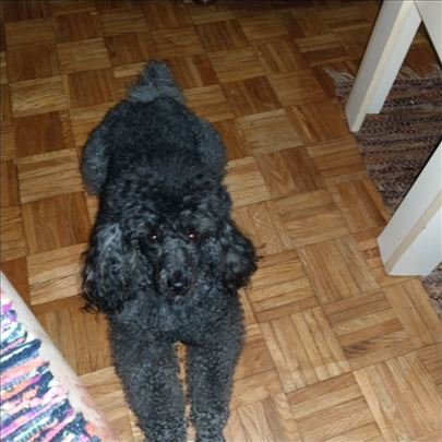 Oglasi za pse Pudla | Halo oglasi