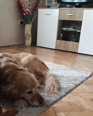 Oglasi za pse Zlatni retriver | Halo oglasi