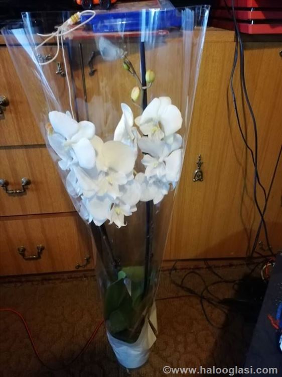Orhideje, bele, po 2 u saksiji 8. mart | Halo Oglasi