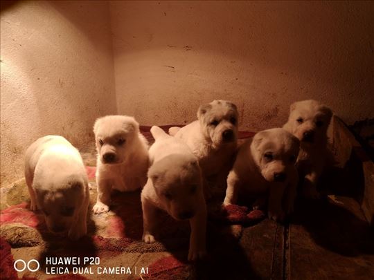 Oglasi za pse Srednjeazijski ovčar | Halo oglasi