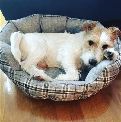 Oglasi za pse Džek Rasel terijer | Halo oglasi