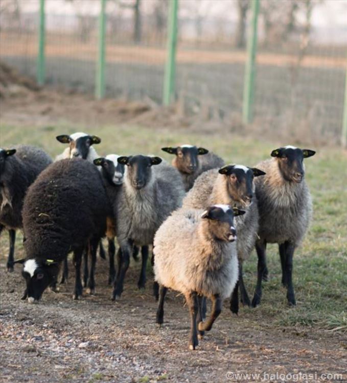 Romanovske, umatičene ovce sa HB i RB brojem | Halo Oglasi