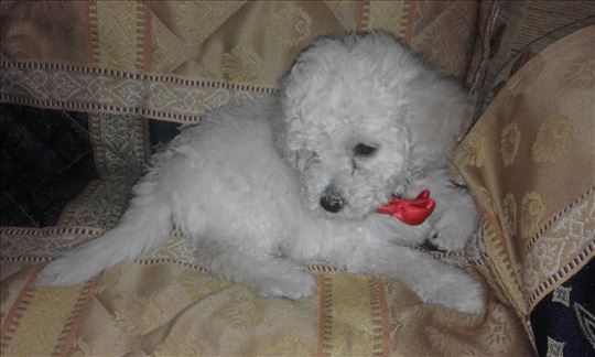 Oglasi za pse Pudla | Halo oglasi