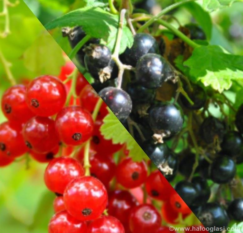 Sadnice više sorti ribizle | Halo Oglasi