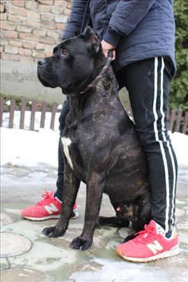 Oglasi za pse Cane corso | Halo oglasi