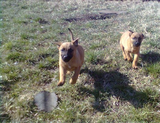 Oglasi za pse Malinoa, Belgijski ovčar | Halo oglasi