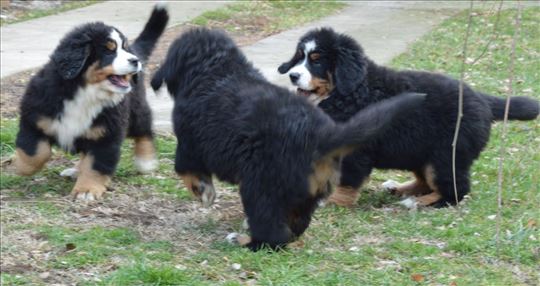 Oglasi za pse Bernski planinski pas | Halo oglasi