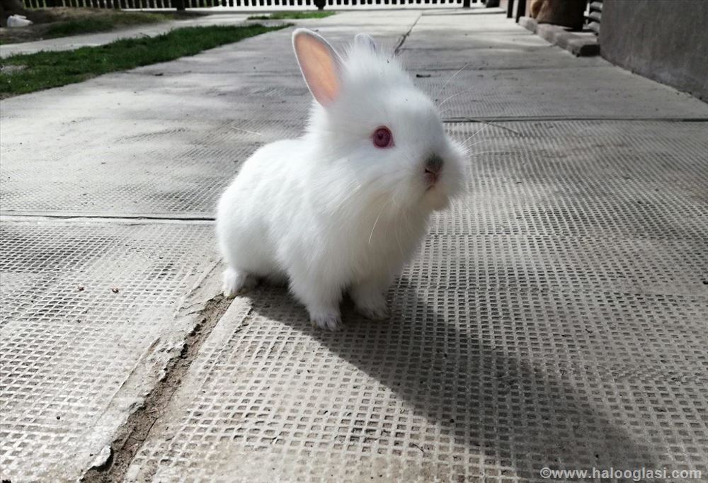 Patuljasti kunić | Halo Oglasi