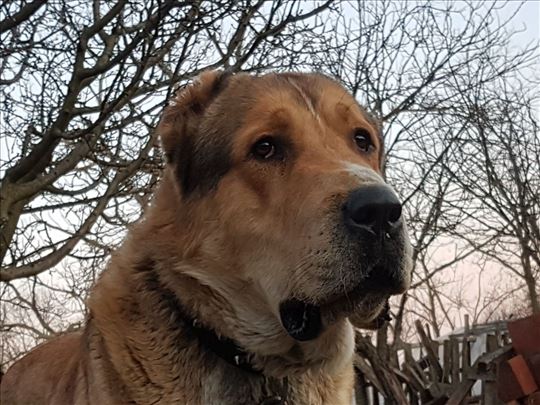 Oglasi za pse Srednjeazijski ovčar | Halo oglasi