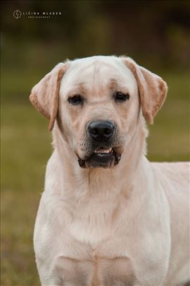 Oglasi za pse Labrador retriver | Halo oglasi