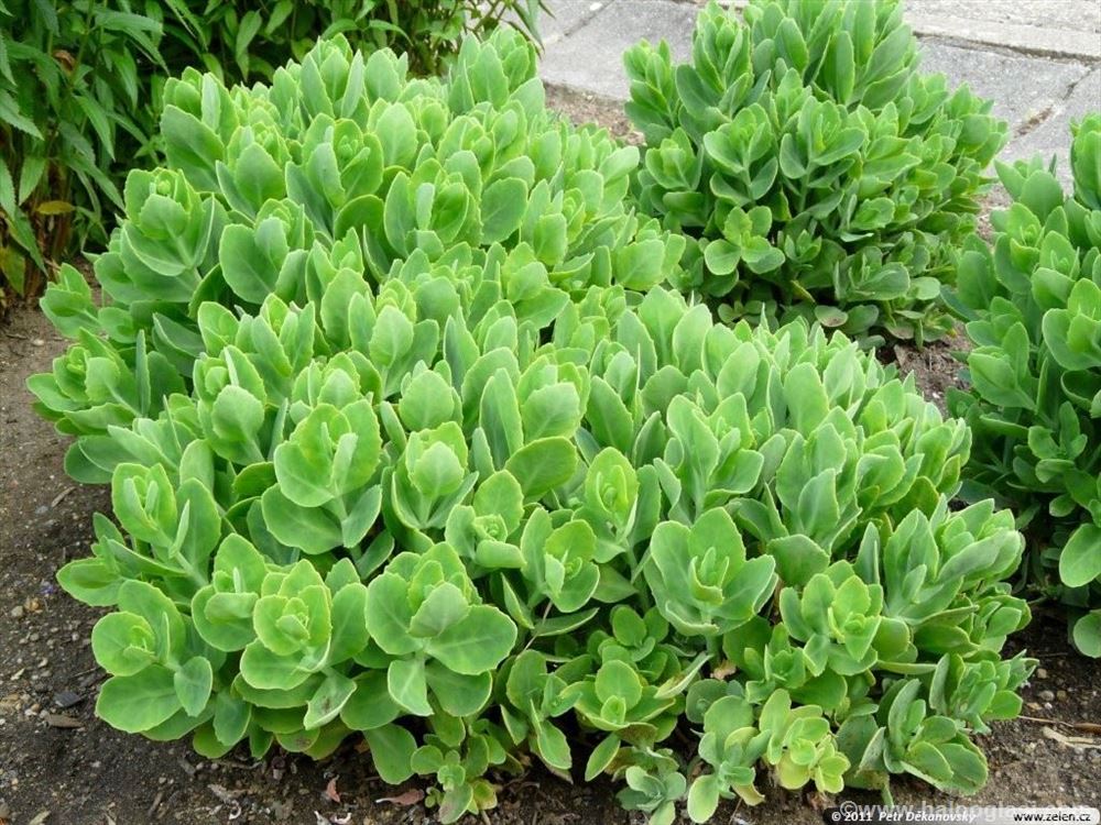 Sedum spectabile, debela koka | Halo Oglasi