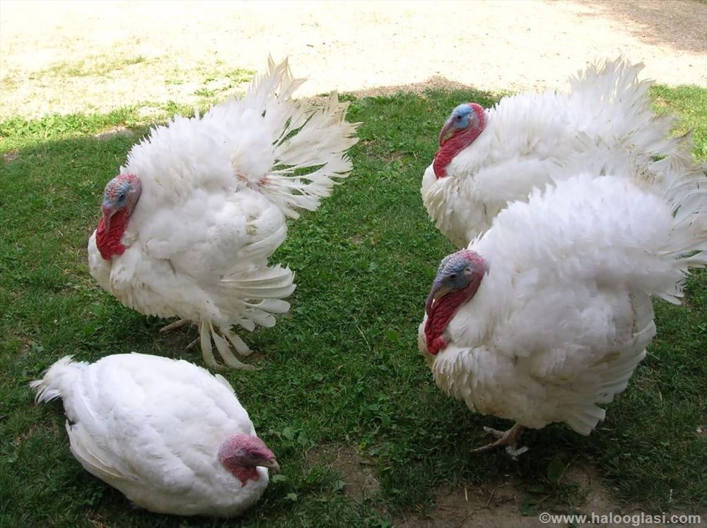 Prodaja tovnih ćurki, tovne ćurke, ćurići za tov | Halo Oglasi