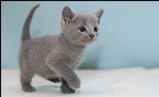 Oglasi za mačke Ruska plava mačka | Halo oglasi