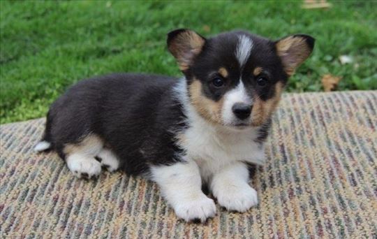 Oglasi za pse Velški korgi pembrok | Halo oglasi