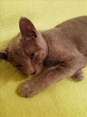 Oglasi za mačke Ruska plava mačka | Halo oglasi