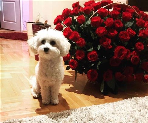 Oglasi za pse Pudla | Halo oglasi