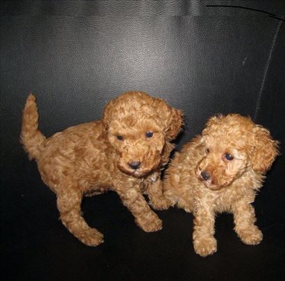 Oglasi za pse Pudla | Halo oglasi