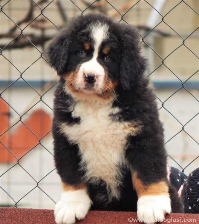 Bernski pastirski pas, štene | Halo Oglasi