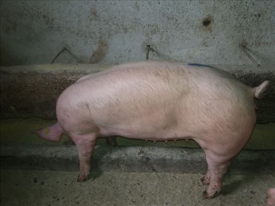 Svinje | Halo oglasi