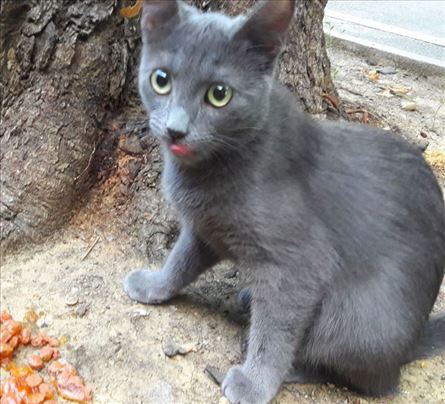 Oglasi za mačke Ruska plava mačka | Halo oglasi