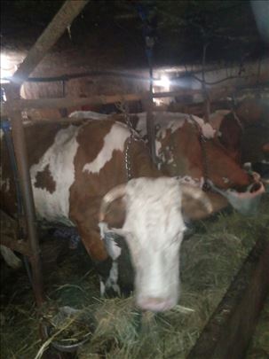 Goveda | Halo oglasi