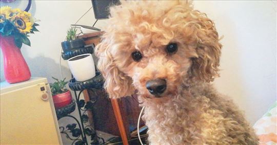 Oglasi za pse Pudla | Halo oglasi